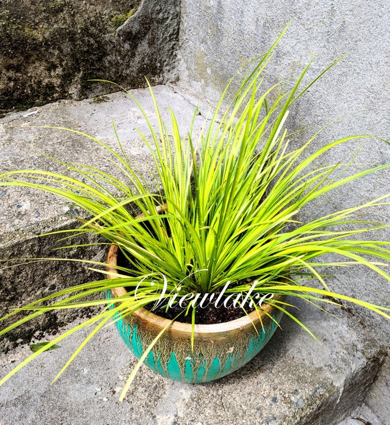 Variegated Sweet Flag Variegated Sweet Flag | Naturescape Wildflower