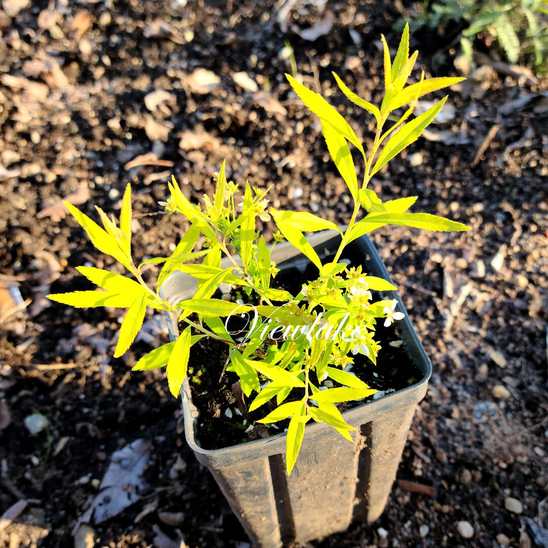 Lemon Garland Spirea - Lemon-colored Foliage and Lovely White Flowers ...