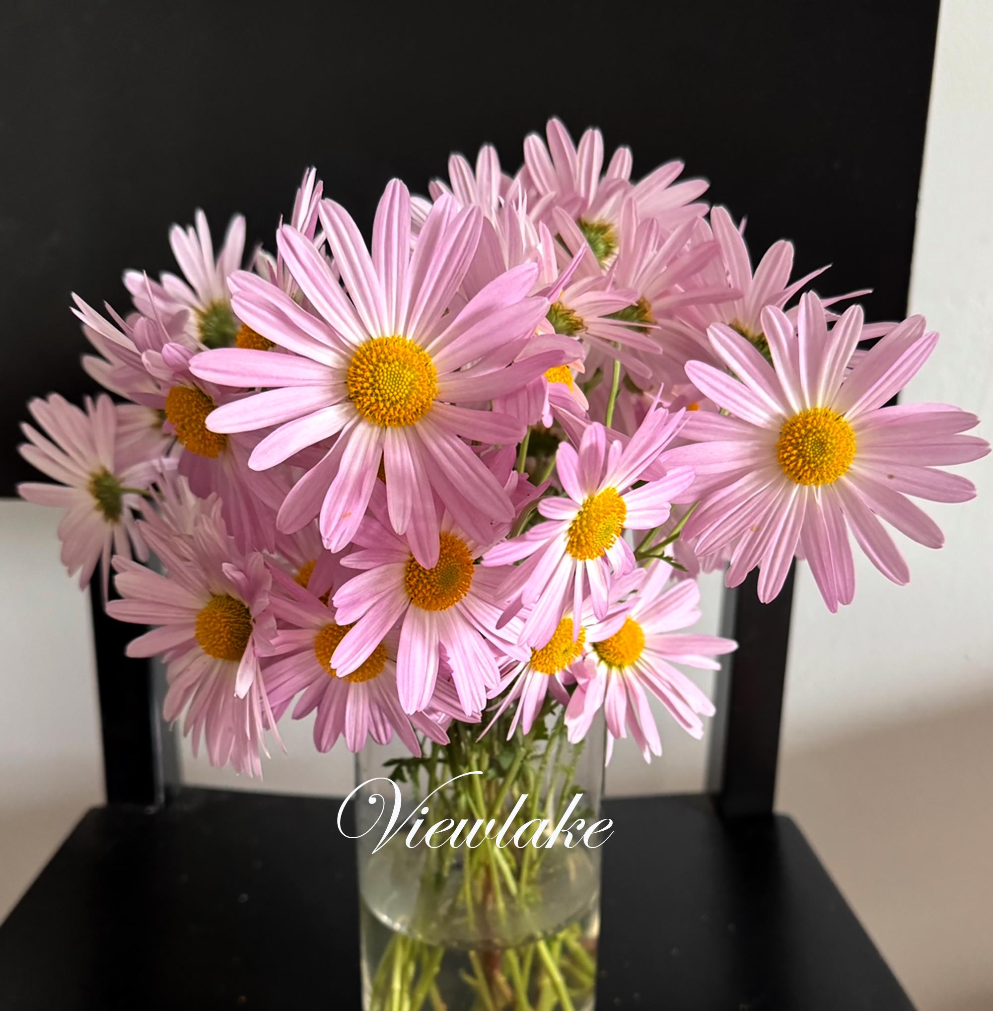 Pink Daisy Chrysanthemum: Perennial Garden Mum - Great as Cut Flowers ...