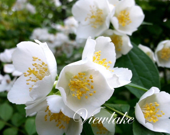 Bridalveil genista Monosperma Showy Ornamental Shrub Cutting Favorite ...