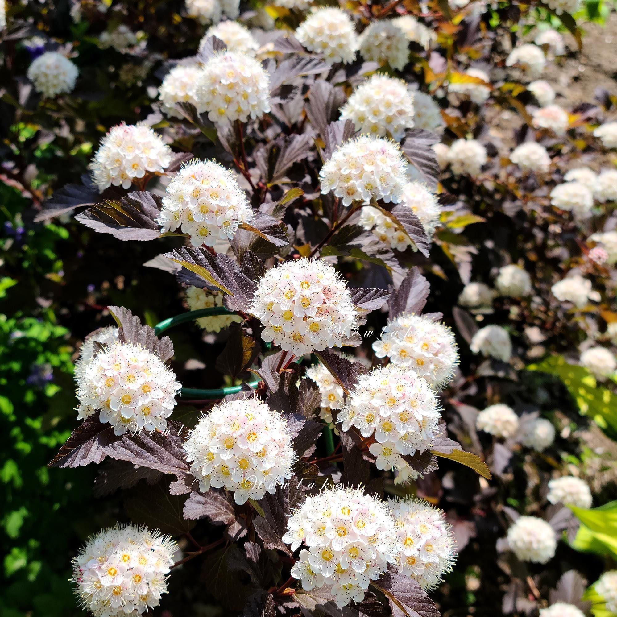 Red Ninebark Live Plant: White Flowers, Burgundy Foliage (10-15" Tall ...