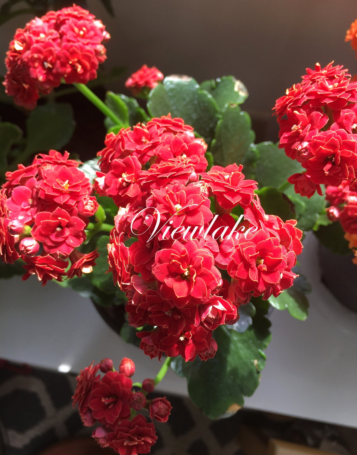 Double Red Calandiva Kalanchoe: Live Blooming Succulent - 5-6" Tall - Etsy