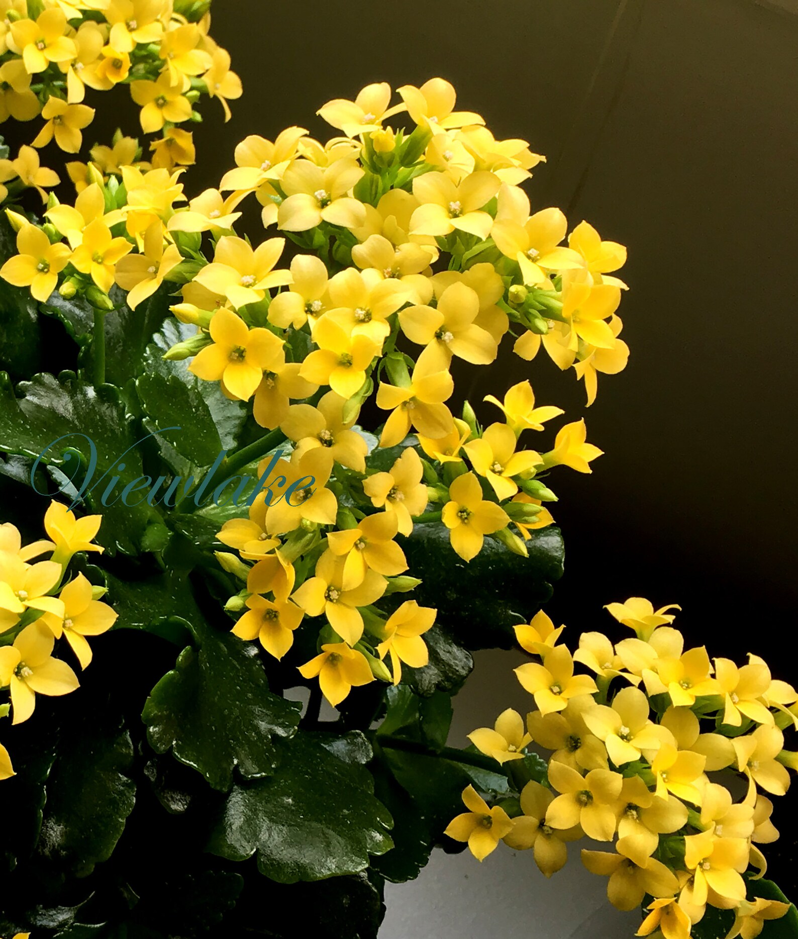 Calandiva Yellow Kalanchoe Blossfeldiana Blooming Succulents Live House ...