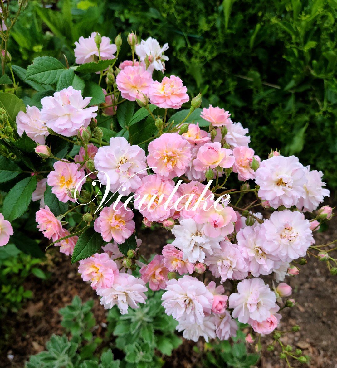 Pink Perfume Rose - Ever Bloom Lovely Rose With Strong Sweet Scent - 4 ...