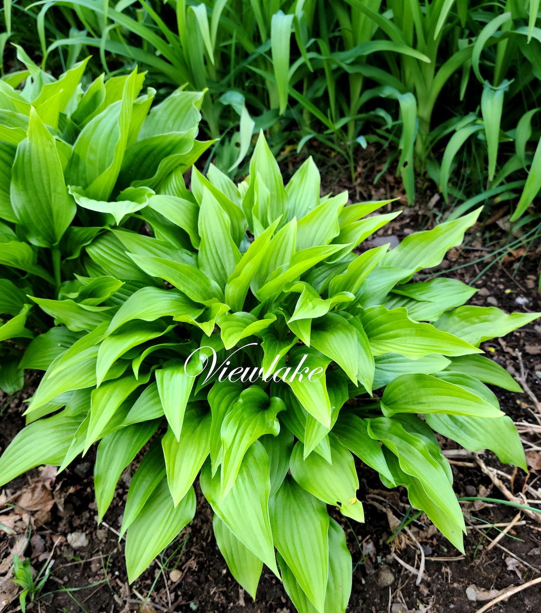 Mini Hosta 'coconut Custard' With Glossy Leaves and Pink Flowers ...