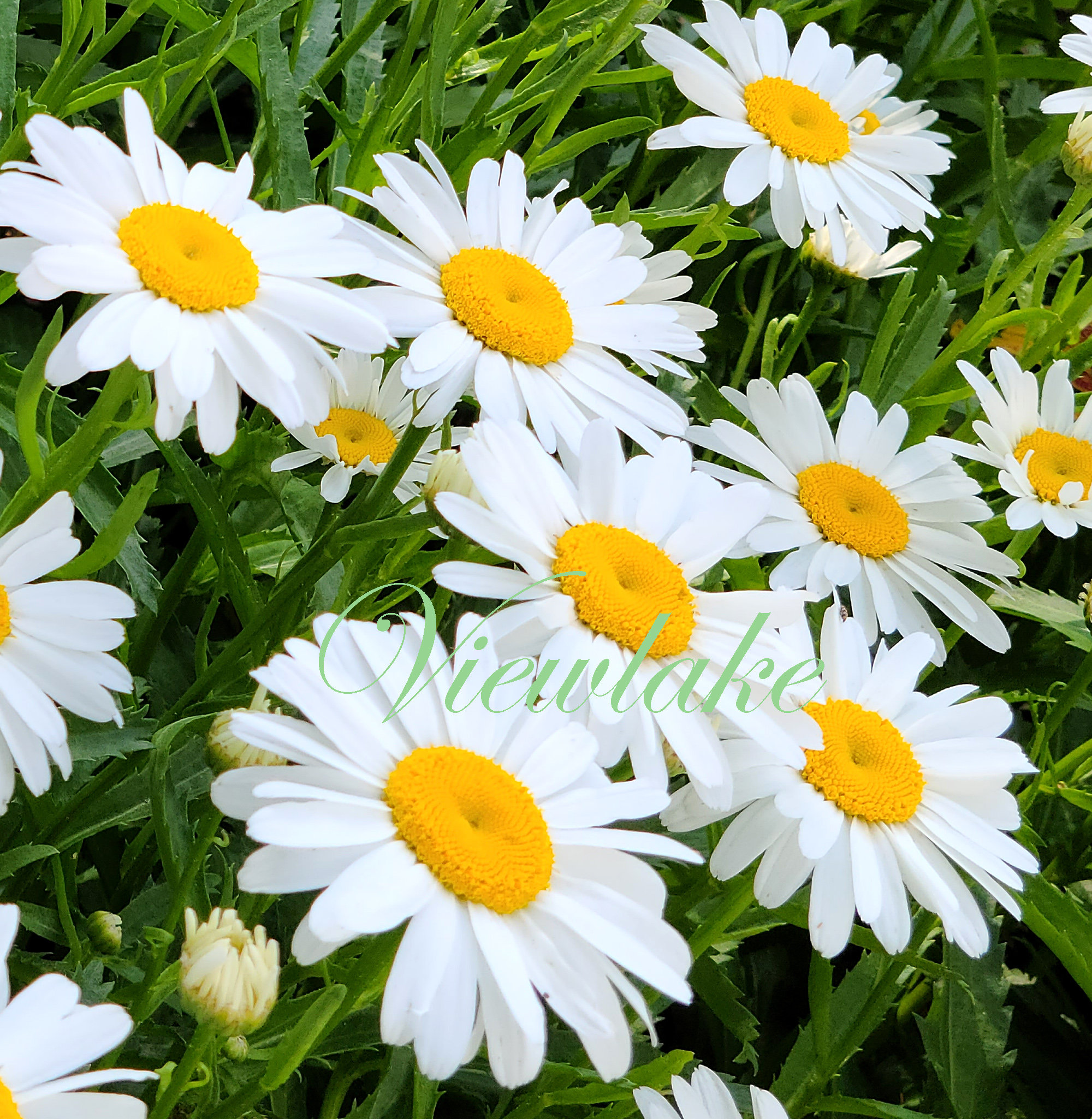 Shasta Daisy Foliage