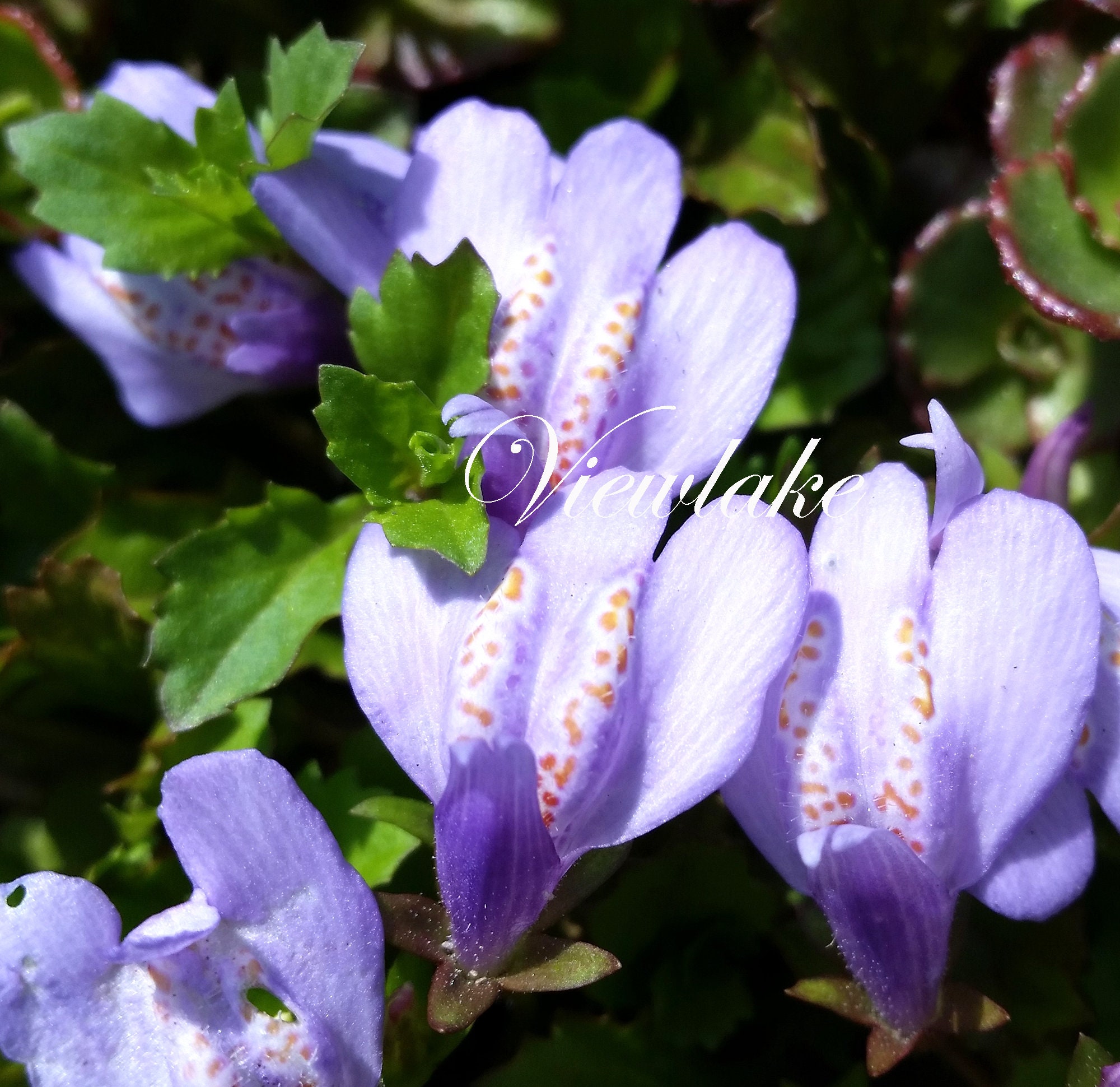 White Creeping Mazus Plant