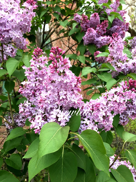 Common Purple Lilac Information