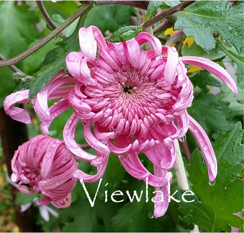 Garden Chrysanthemum Pink 'football Mum' Perennial - Ship as Root ...