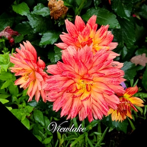 Red-orange "dwarf Giant" Dahlia - Perennial Dahlia for Boarder or ...