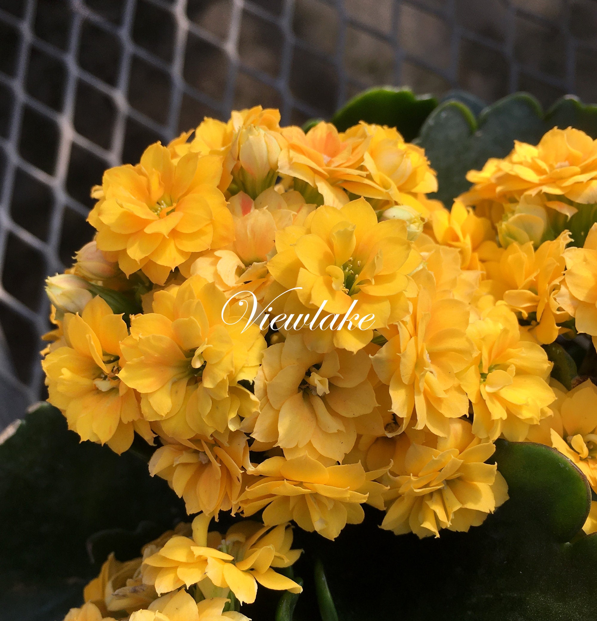 Calandiva GOLD DOUBLE Kalanchoe Blossfeldiana, Blooming Succulent, Live ...
