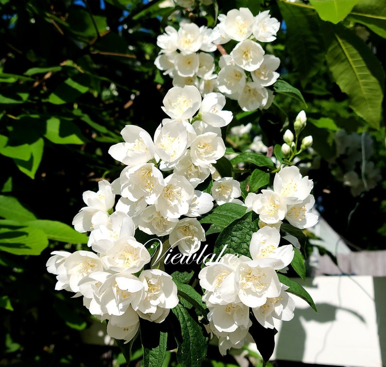 Mock Orange "fair Lady" Philadelphus Virginalis Live Plant - Very ...