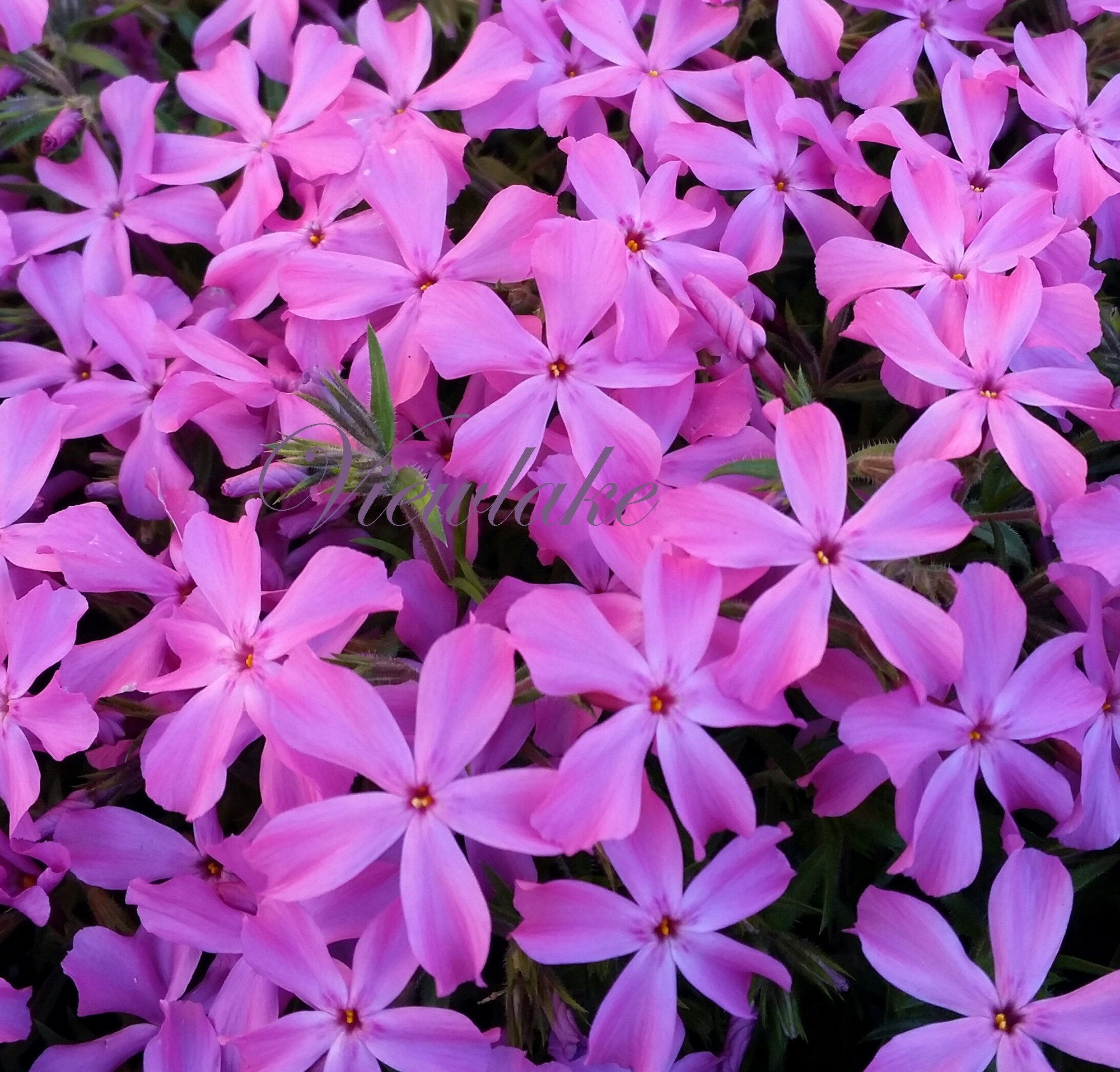 Phlox Cuspidata