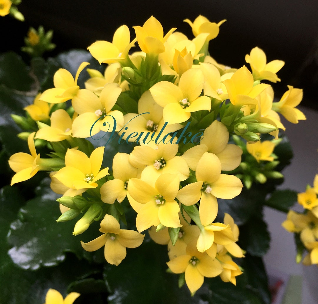 Calandiva Yellow Kalanchoe Blossfeldiana Blooming Succulents Live House ...