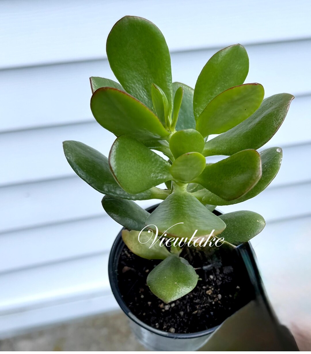 Jade Tree Plant With Big Leaves, Crassula Ovata, Lucky Money Tree - Etsy