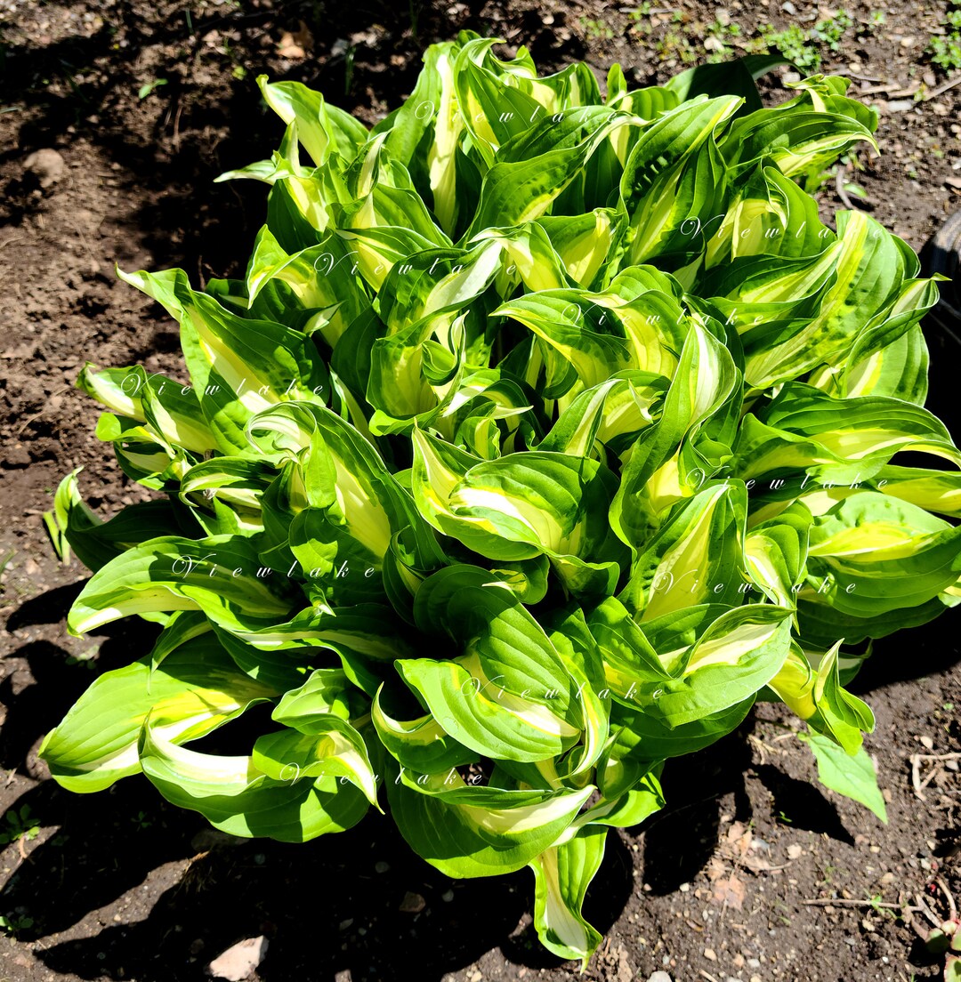Hosta Undulata Mediovariegata Has Wavy Green Leaves With Cream-white ...