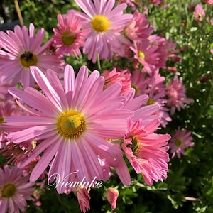 Pink Daisy Chrysanthemum: Perennial Garden Mum - Great as Cut Flowers ...