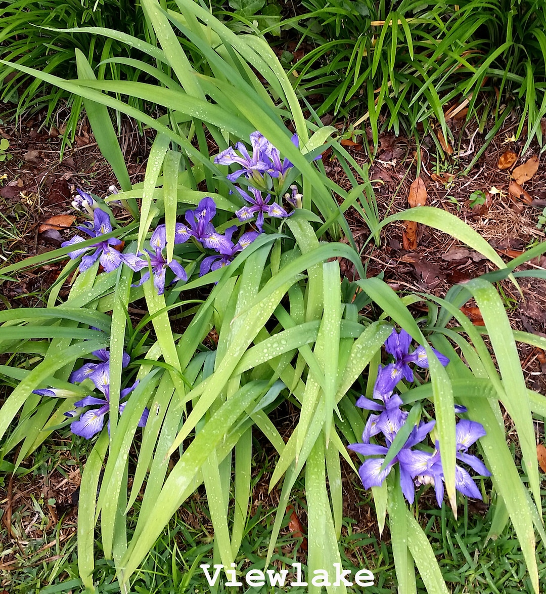 Blue Iris Live Plant: Easy-grow Ground Cover, Hardy Zone 4-9 - Etsy