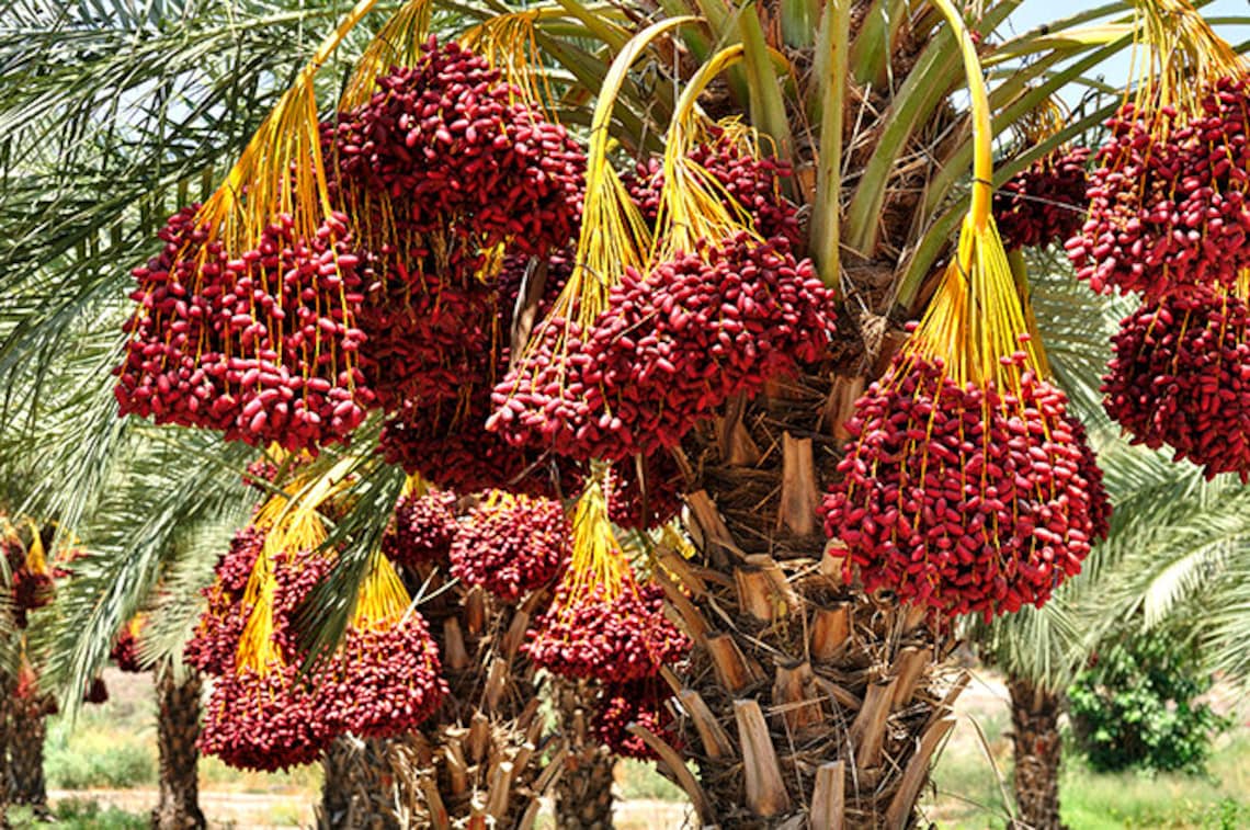 Date Palm Tree "medjool" - Live Plant - Organically Grown Fruit Tree ...