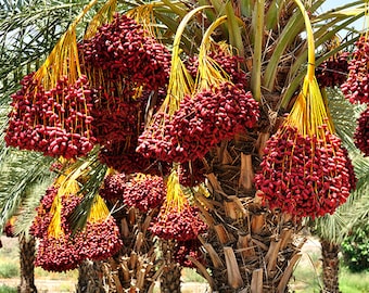 Fruit Date Palm Tree 'halawi' Seedling Live Fruit Tree Date Palm ...