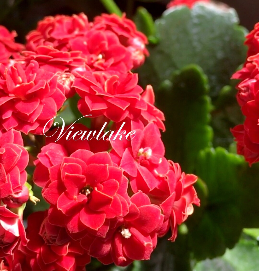 Double Red Calandiva Kalanchoe: Live Blooming Succulent - 5-6" Tall - Etsy