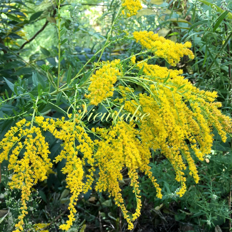 Goldenrod Flowers - Etsy