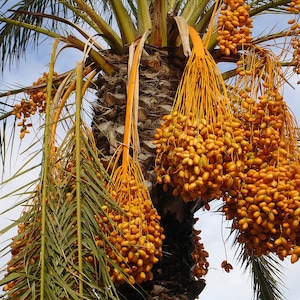 Fruit Date Palm Tree 'halawi' Seedling Live Fruit Tree Date Palm ...