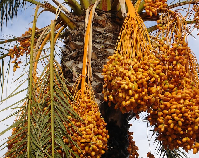 Fruit Date Palm Tree 'halawi' Seedling Two Years Old Live Fruit Tree ...