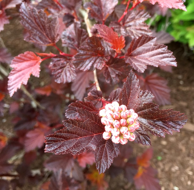 Red Ninebark Live Plant: White Flowers, Burgundy Foliage (10-15" Tall ...