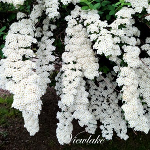 Reeves Spirea - Bridal Wreath Spirea - Summer White Flowers - Live ...