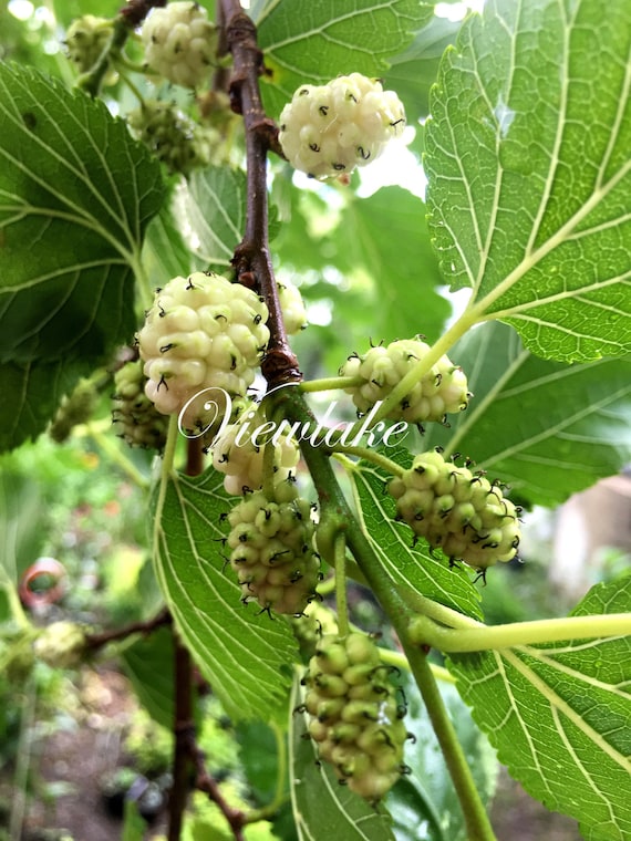 Mulberry Tree Gifts Hotsell | www.valleyglass.com
