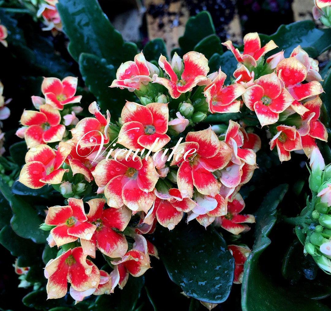 Calandiva Orange-gold Kalanchoe Blossfeldiana Blooming Succulents Live ...