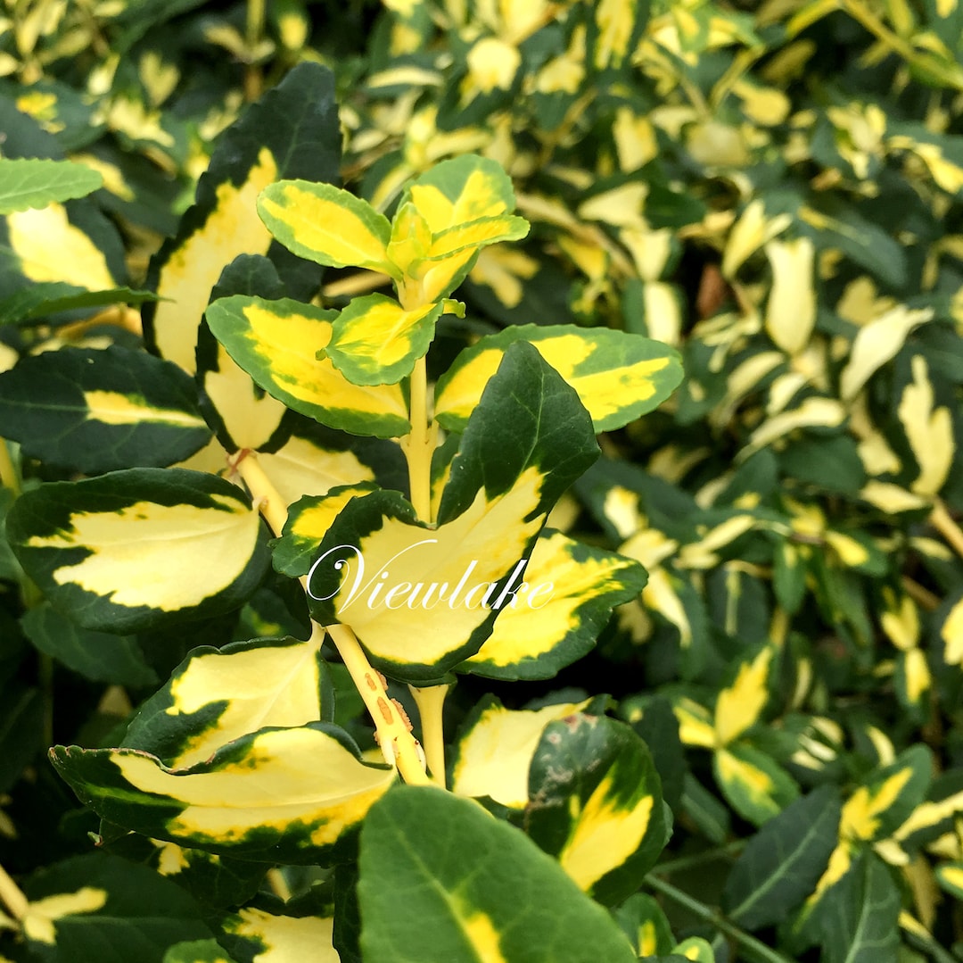 Euonymus Fortunei Moonshadow - Evergreen Bush - Live Plant - Etsy