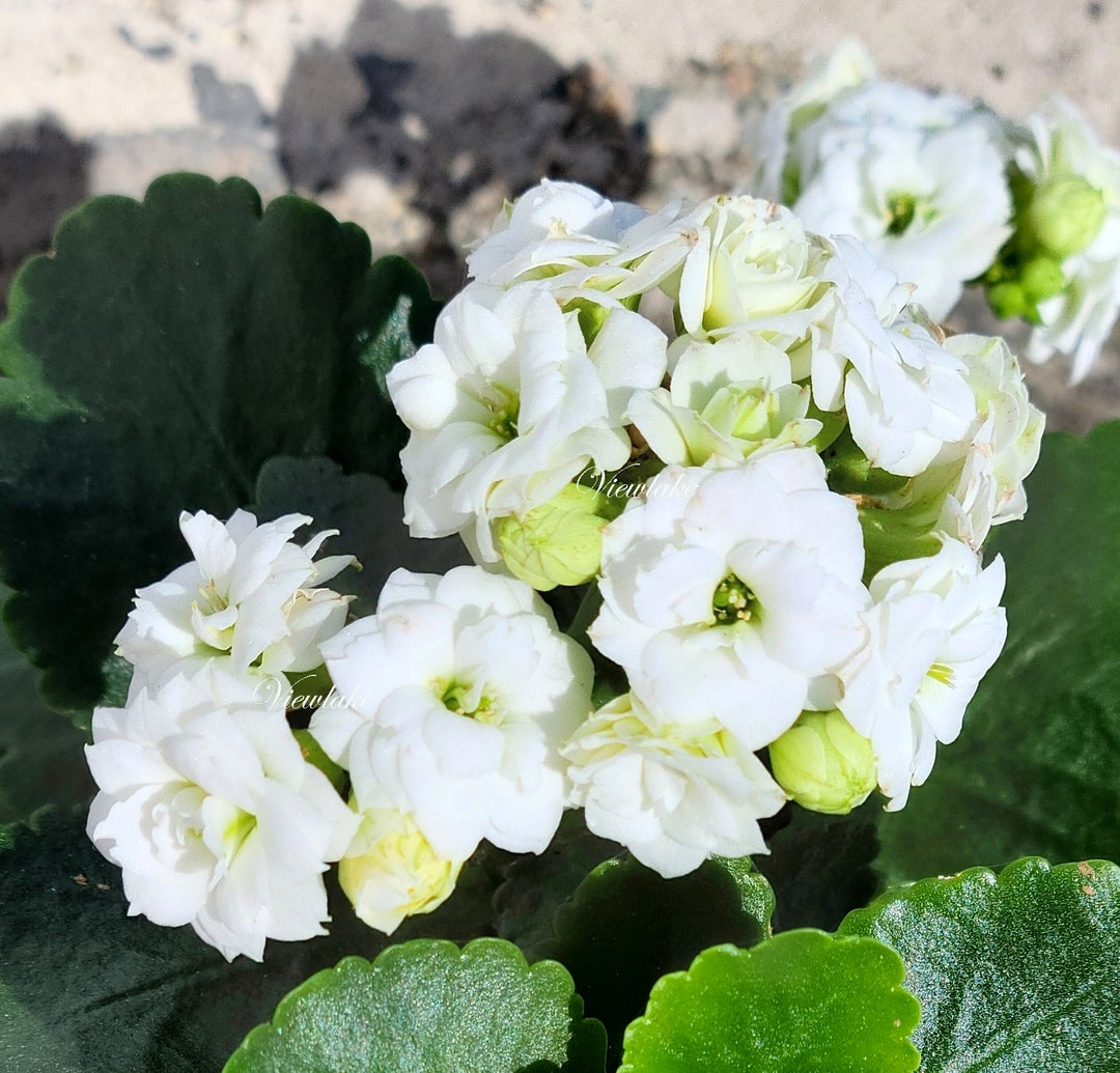 Calandiva Kalanchoe Blossfeldiana Blooming Succulents Live House Plant ...