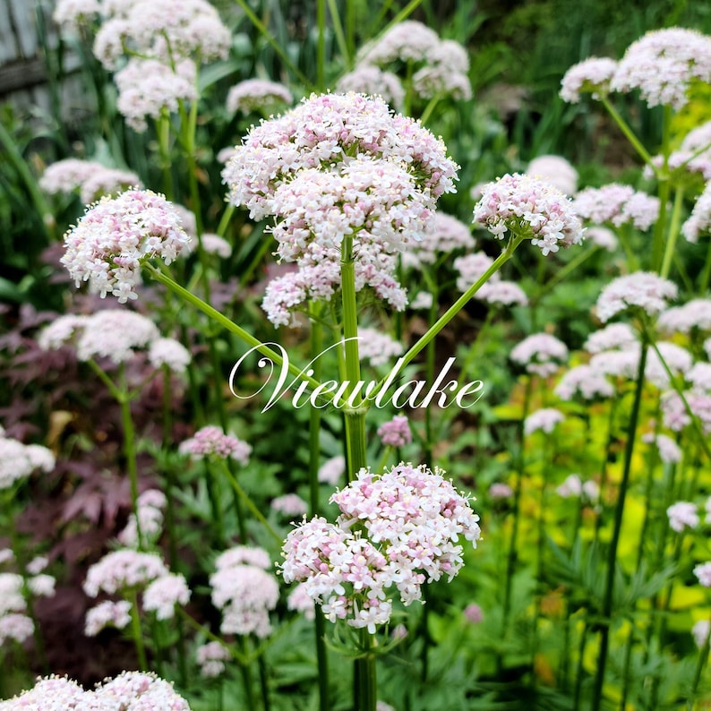 Valerian Plant (valerian Officinalis): Very Fragrant Pink Flowers ...