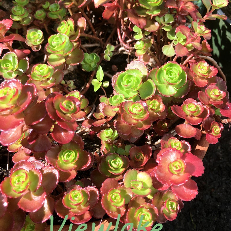 Red Sedum - Etsy