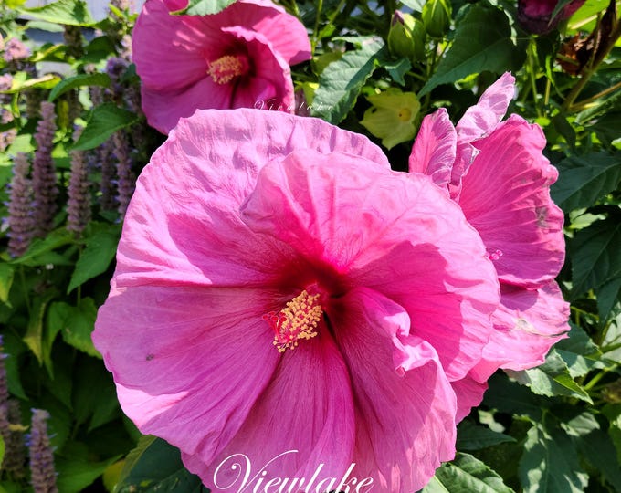 Hibiscus Moscheutos Berry Red Hardy Hibiscus - Red Hardy Hibiscus ...