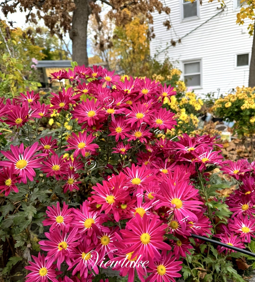 Chrysanthemum "fireworks"- Butterfly Garden Plant -live Plant Gift ...