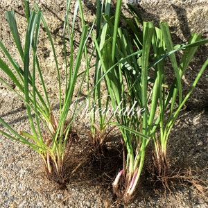 9 Liriope Plants: Lily Turf Monkey Grass, Easy Grow Perennial ...