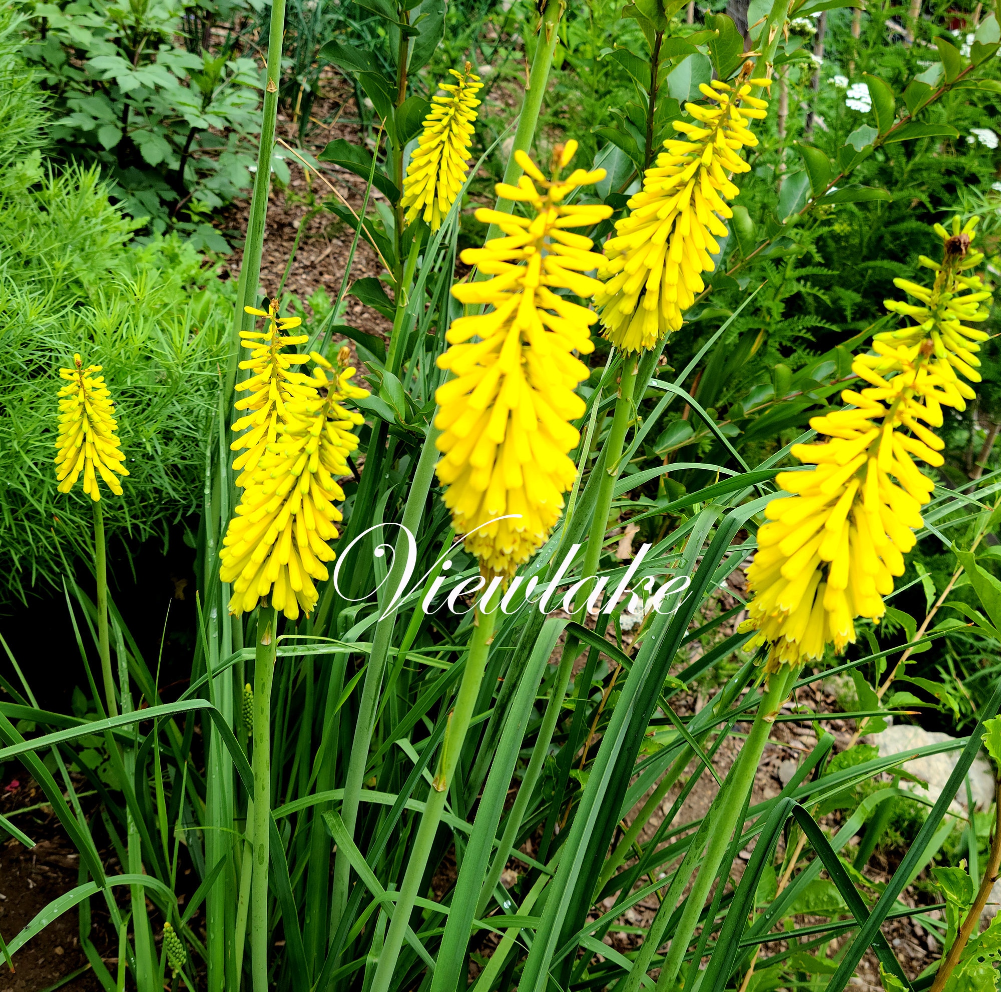 Kniphofia Plant Yellow Hot Poker Plants Torch Lily Poker - Etsy