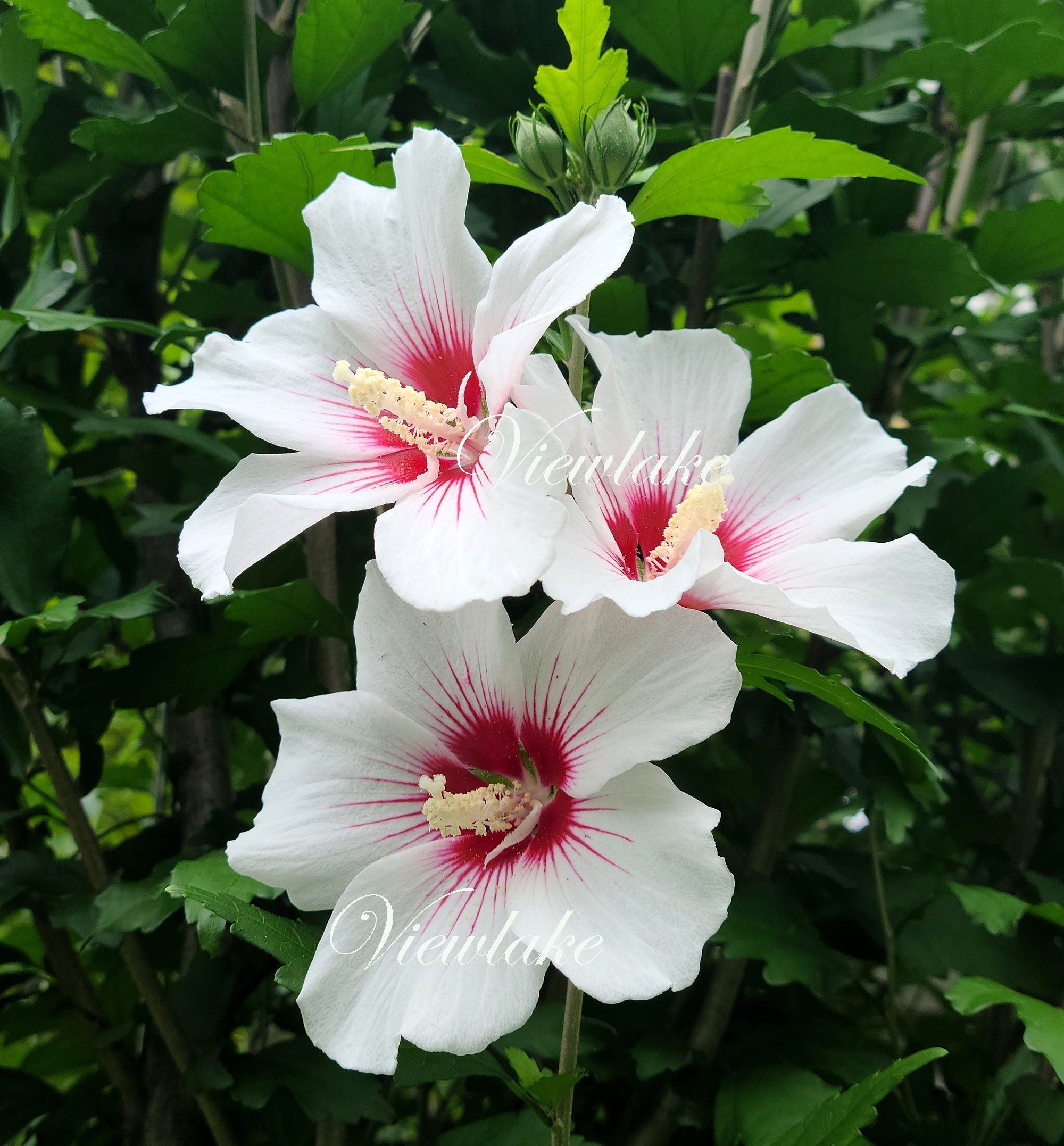 All White Rose Of Sharon