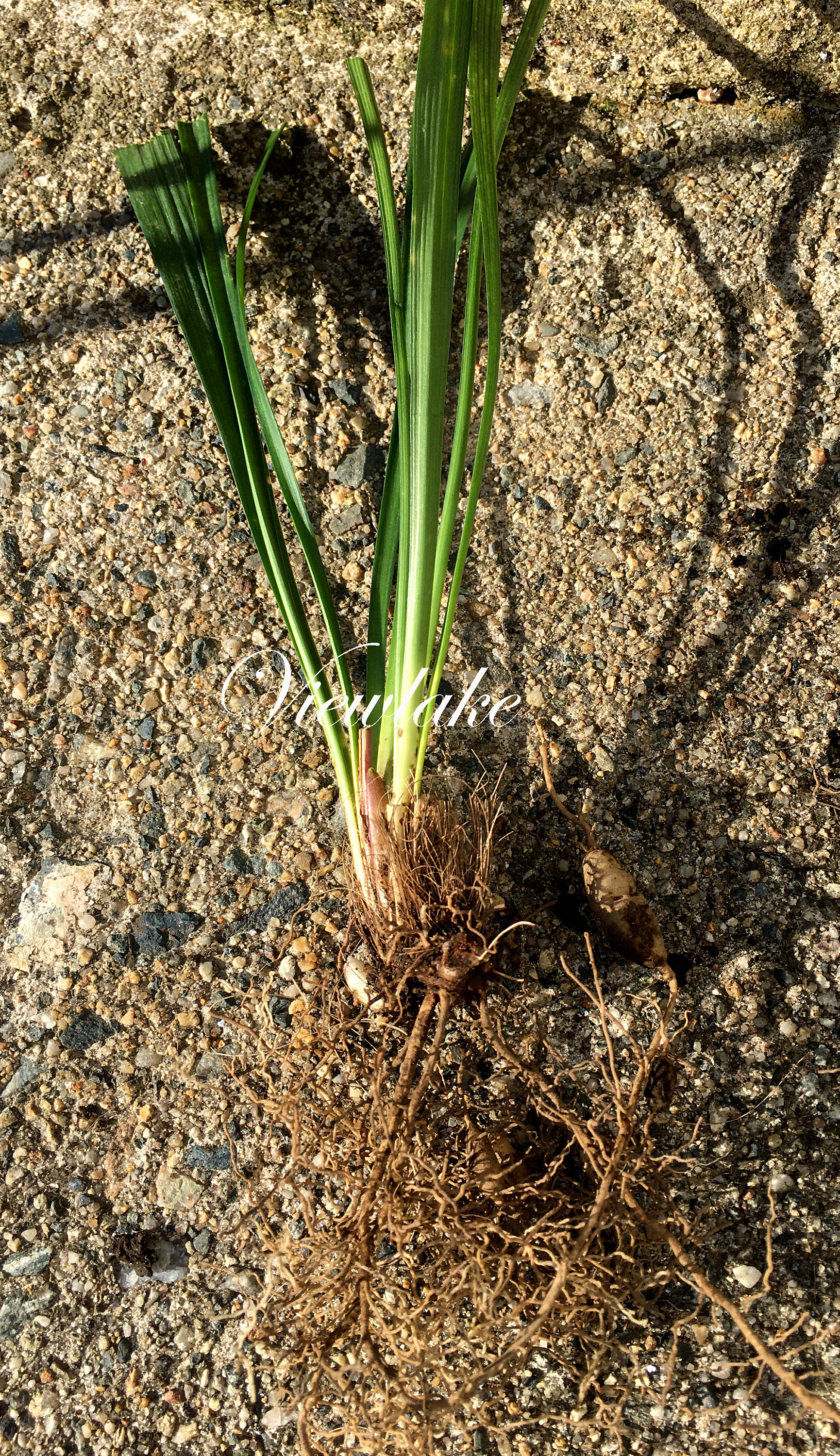 9 Liriope Plants: Lily Turf Monkey Grass, Easy Grow Perennial ...