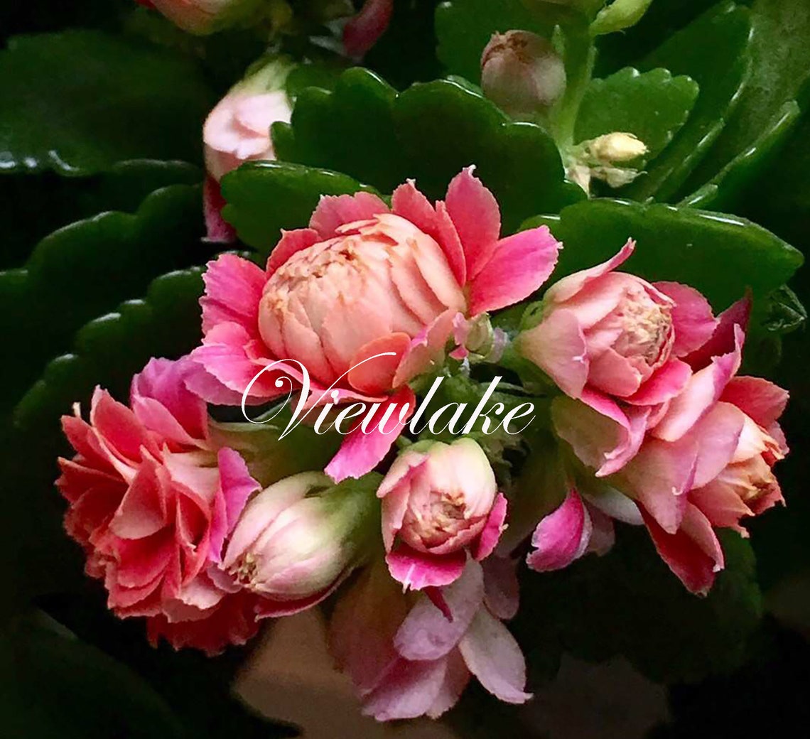 Pink Double Calandiva Kalanchoe Blossfeldiana Blooming Succulents Live ...