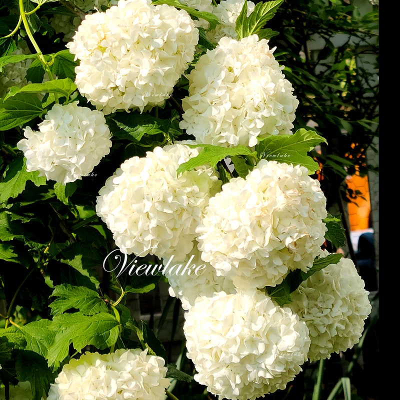 Snowball Hydrangea - Etsy