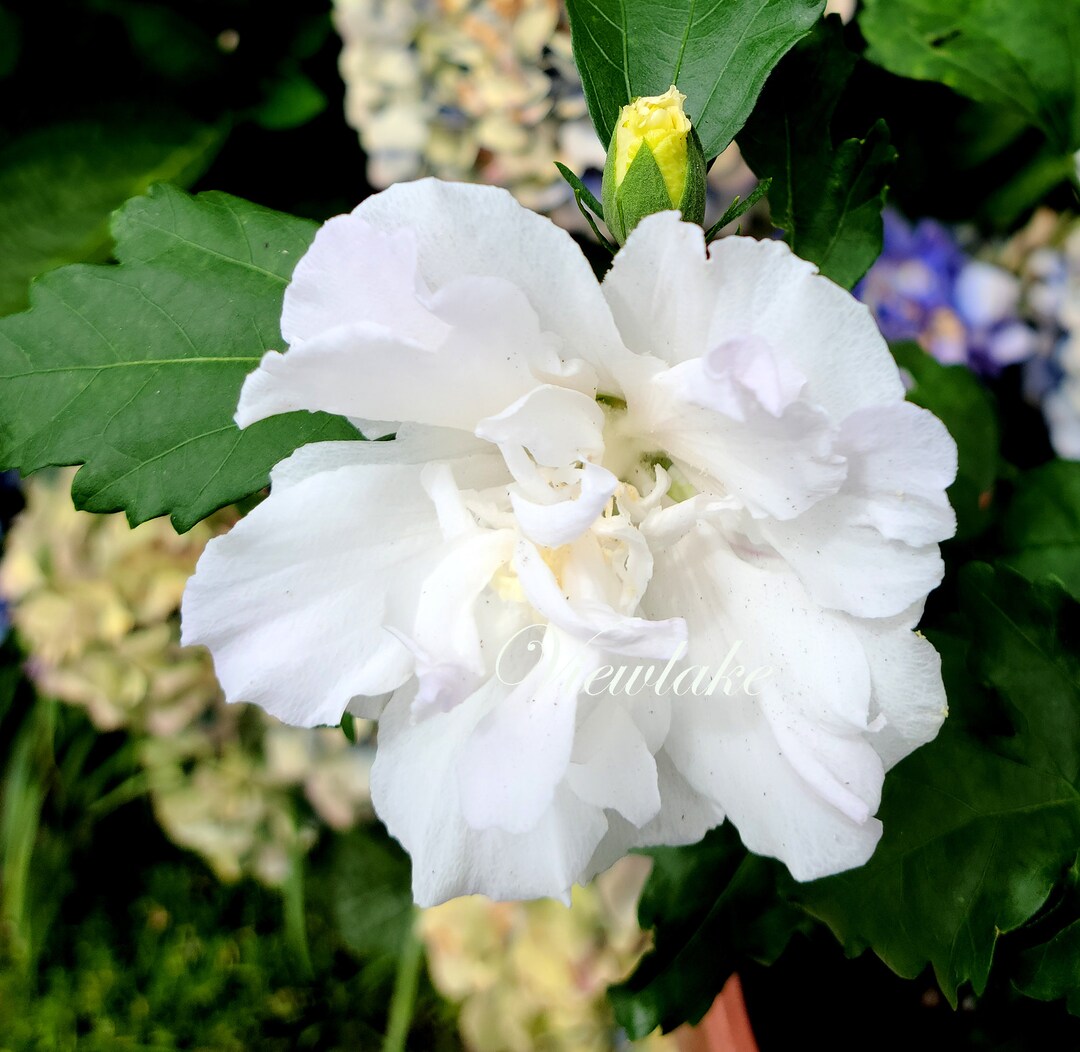 White Double Rose of Sharon 12” Tall - Magnificent Flowers for ...