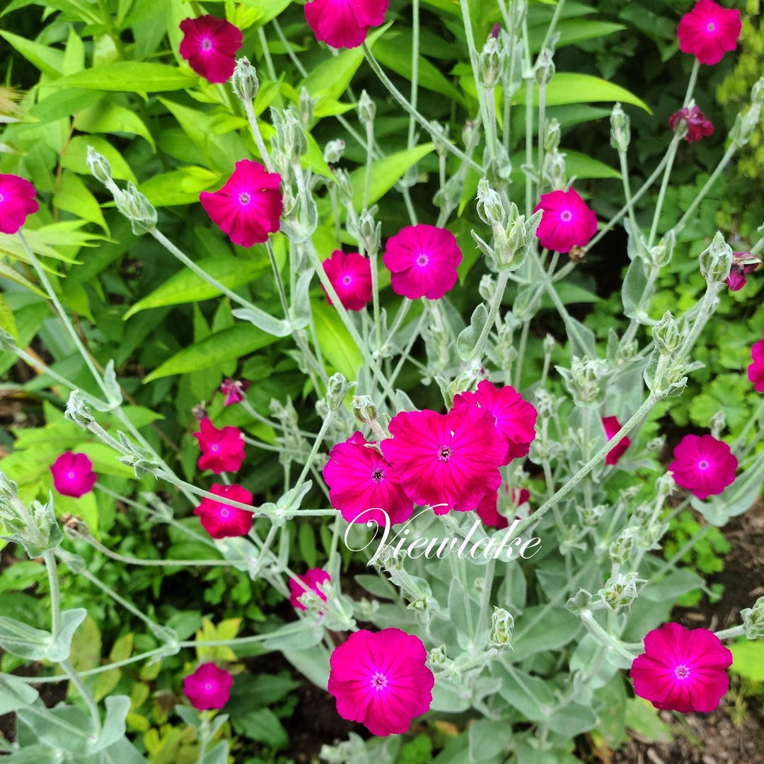 Rose Campion Plant: Hot Pink Flowers, Butterfly Garden (4” Container ...