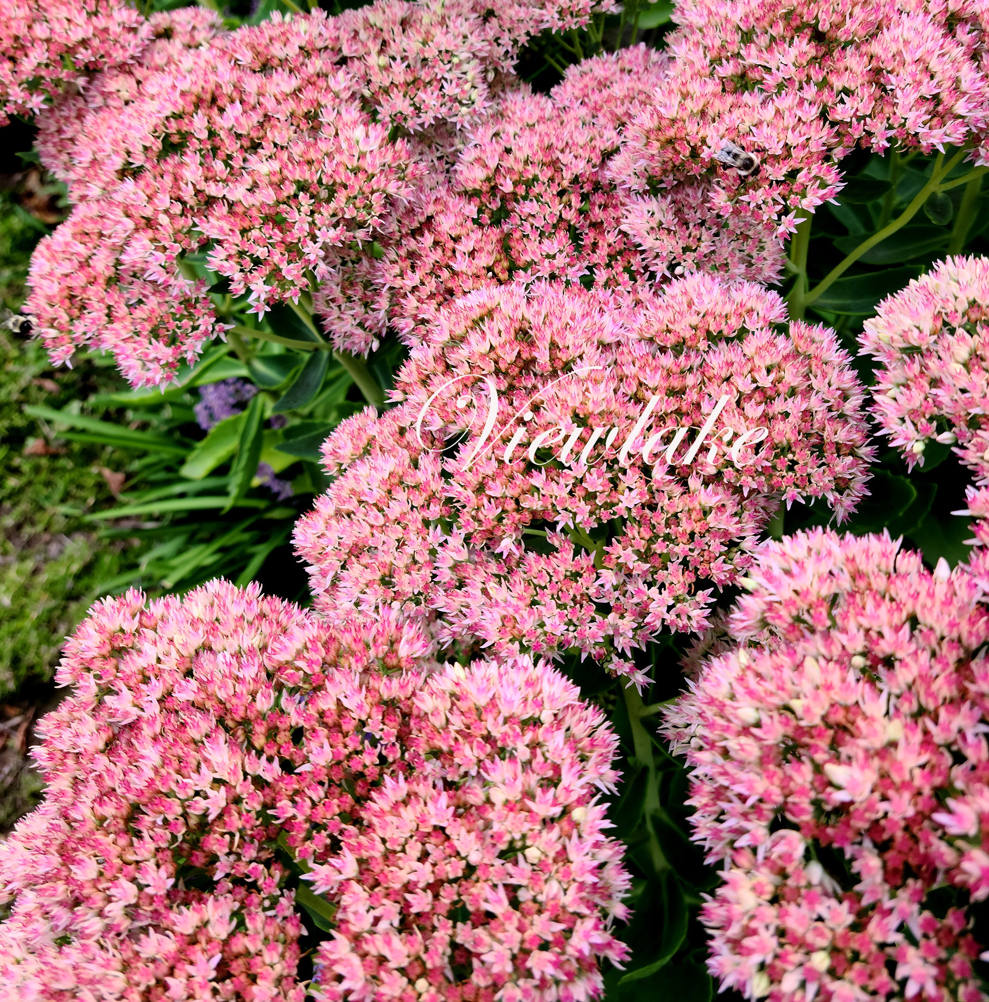 Pink Sedum