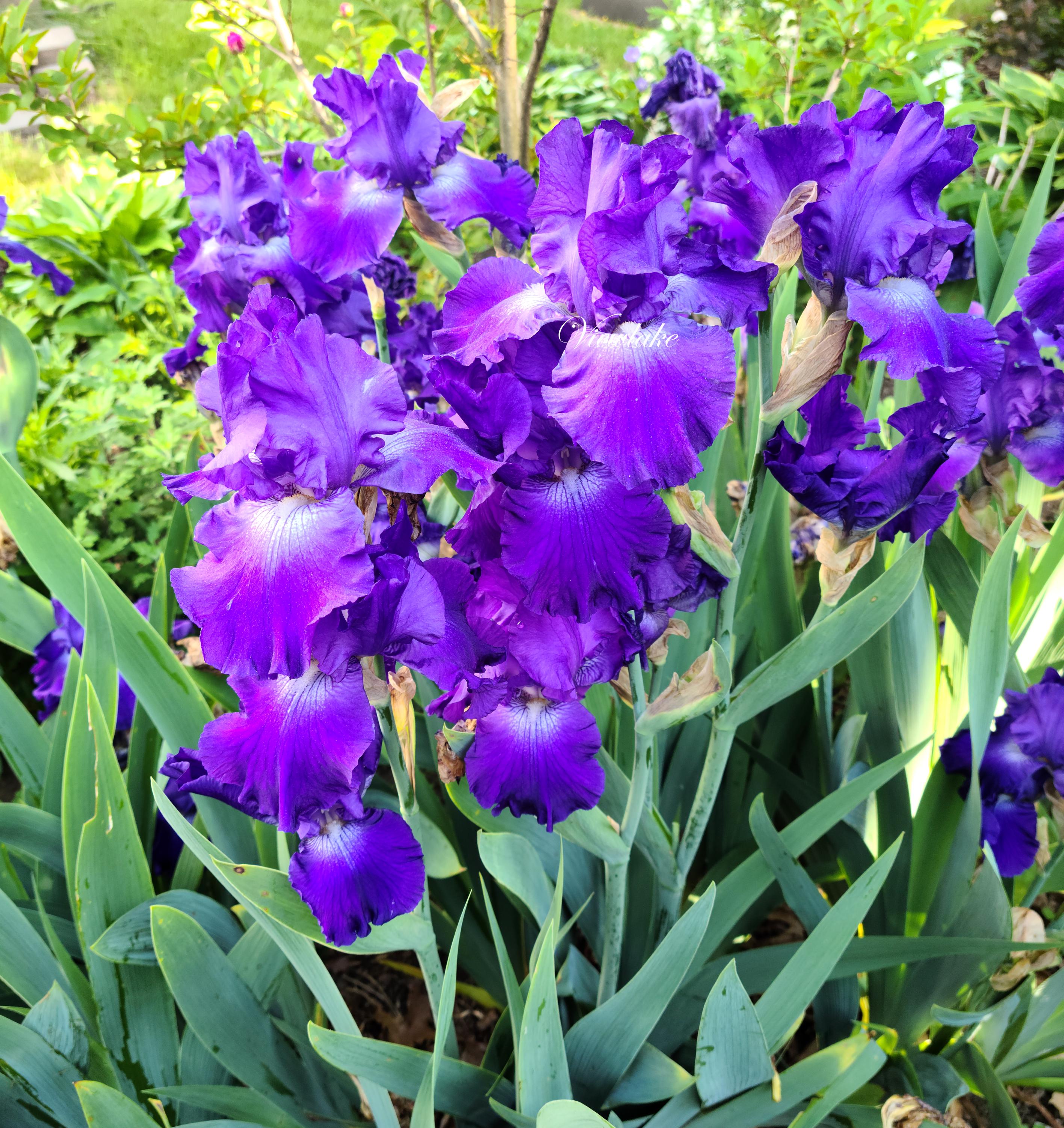 Large Purple Bearded Iris Rhizome: Hardy Heirloom Live Plant - Etsy