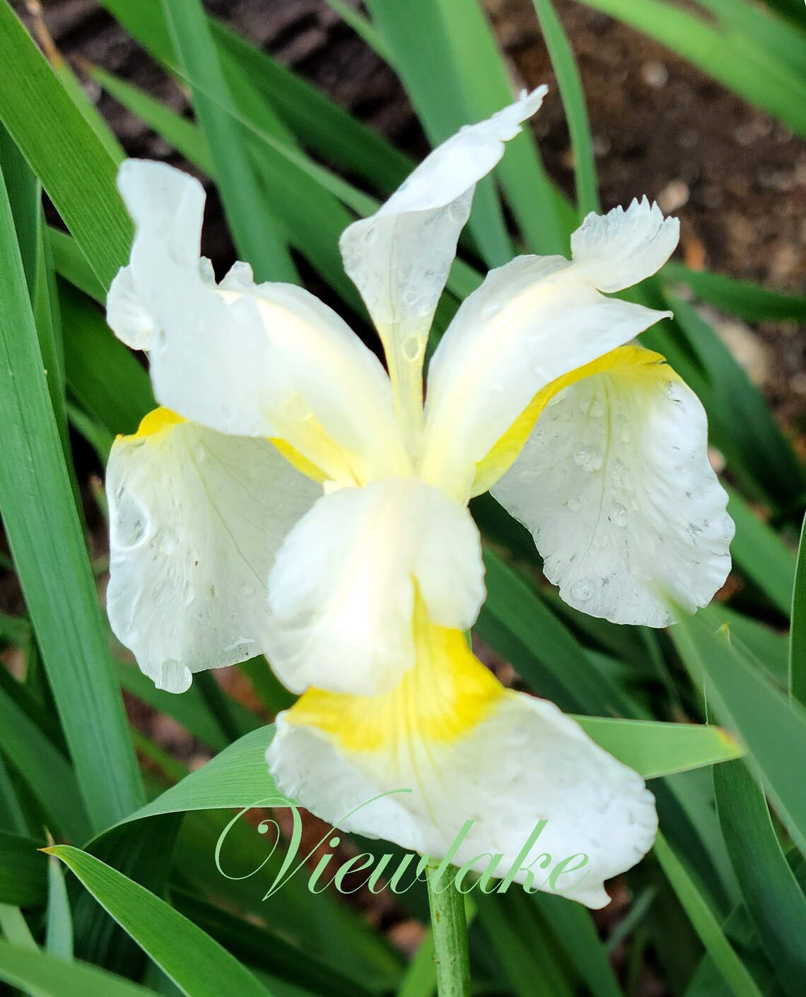 White Siberian Iris Rhizome - Hardy Live Plant, Zones 3-9 - Etsy