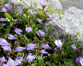 Arabis Caucasica Snowcap Cascading Rock Cress/colorful Fragrant Flowers ...